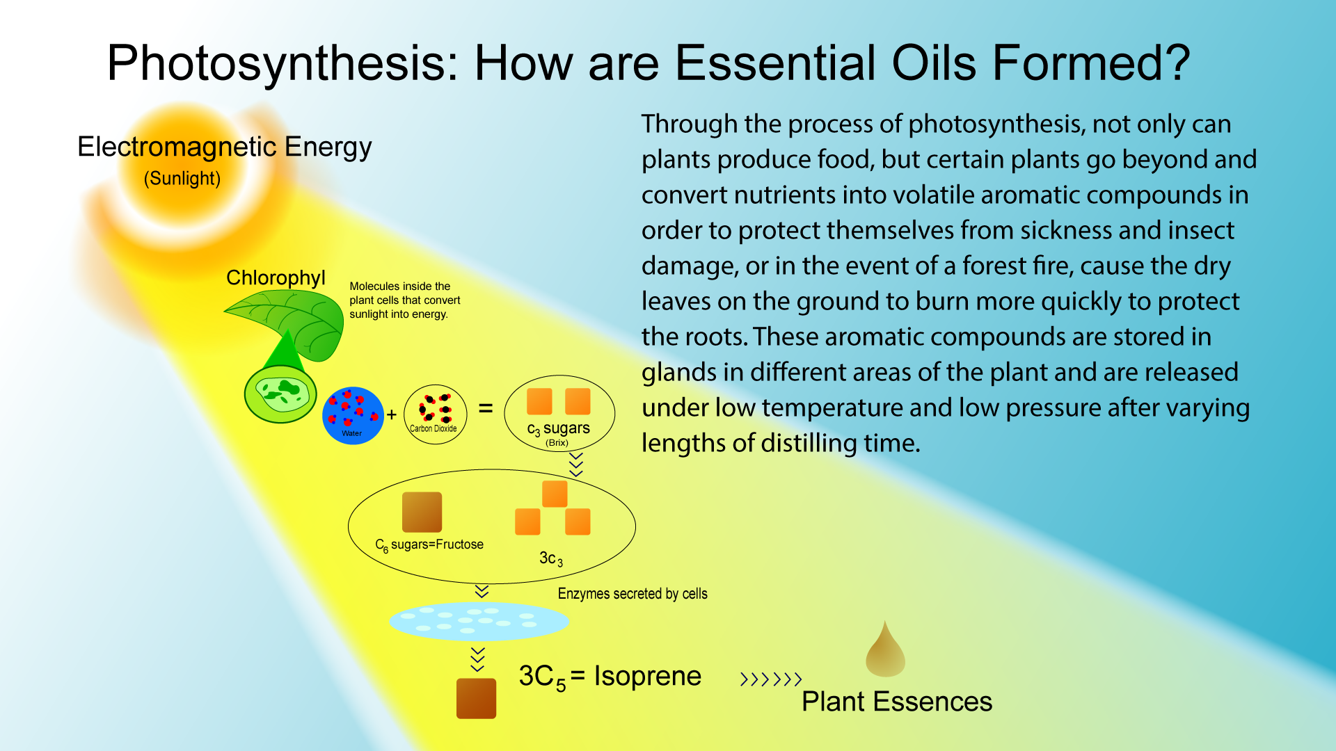 Photosynthesis: How are Essential Oils Formed? | My Vital Force